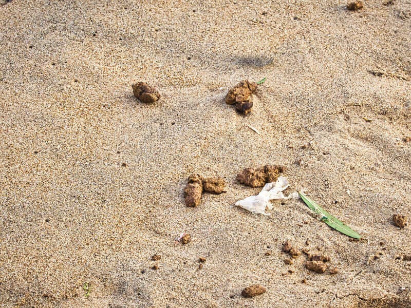 Dog poop on the sand beach stock image. Image of dirty - 296786013