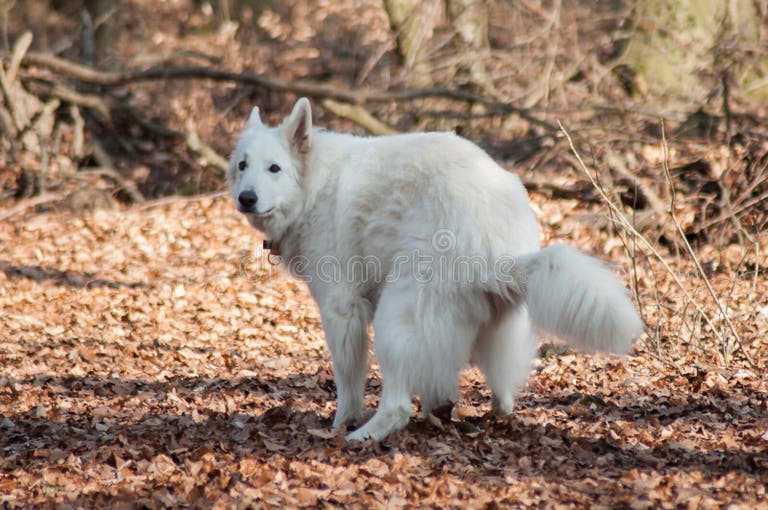 805 Dog Pooping Stock Photos - Free & Royalty-Free Stock Photos from ...
