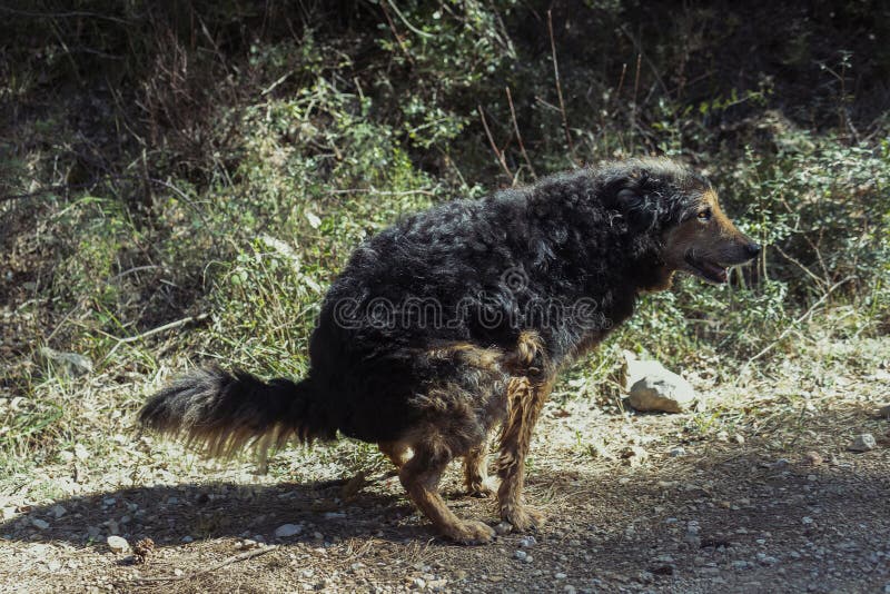 A Dog Pooping in the Mountains during the Day Stock Photo - Image of ...