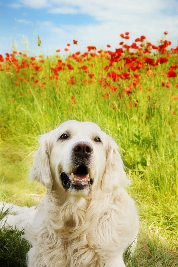 Dog with poppies stock photo. Image of poppies, pedigree - 7990134