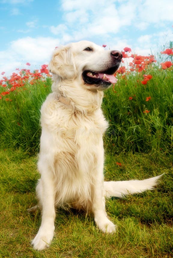 Dog with poppies stock image. Image of meadow, pedigree - 7990141