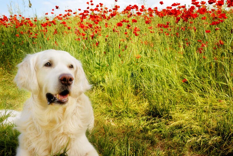 Dog with poppies stock image. Image of meadow, pedigree - 7990141