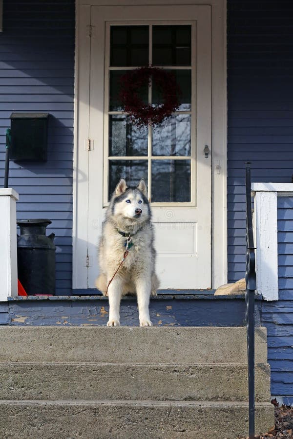 Dog on porch stock image. Image of siberian, house, animal - 39109015