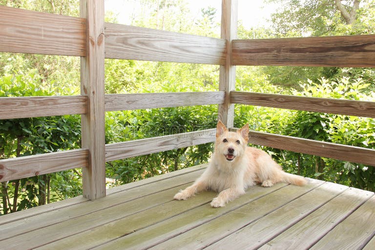 3,830 Dog Porch Stock Photos - Free & Royalty-Free Stock Photos from ...