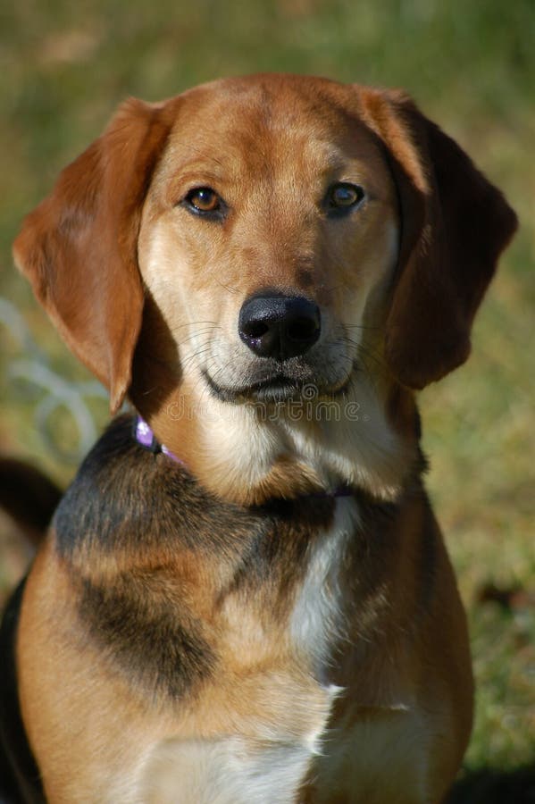 Small Light Brown Dog stock image. Image of lovable, puppy - 1946967