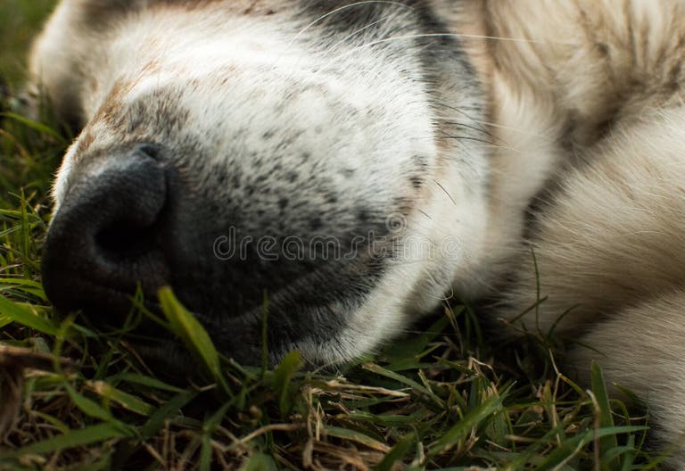 Dog stock photo. Image of friend, rest, snout, face - 223414212
