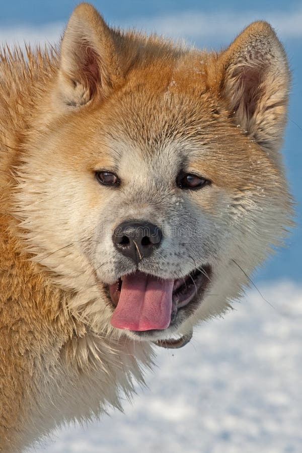 Portrait of a Akita Inu Dog Stock Image - Image of friend, mammal: 28990671
