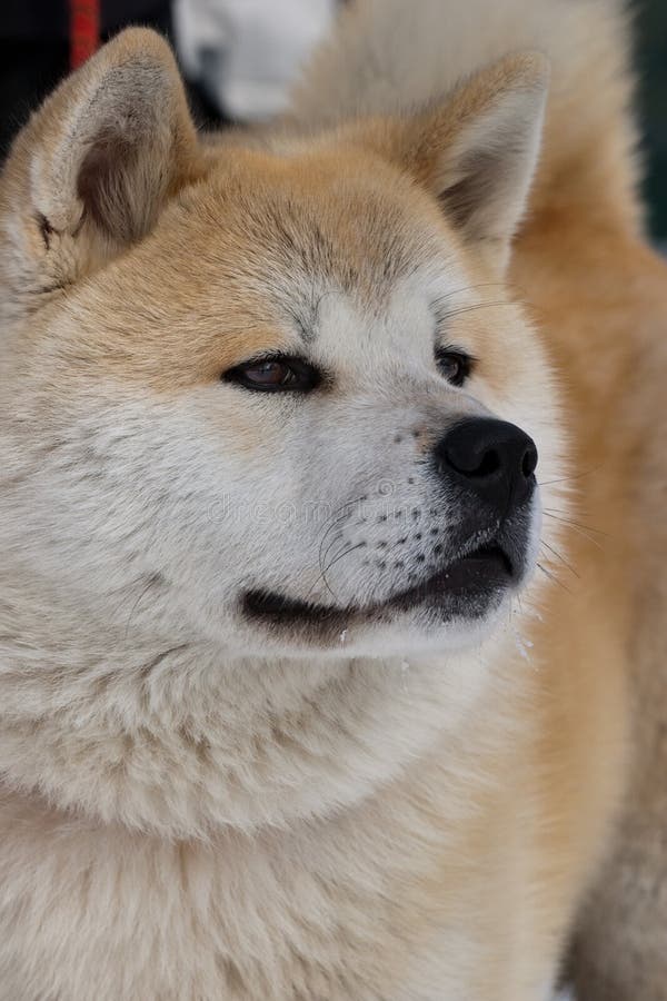 Portrait of a Akita Inu Dog Stock Photo - Image of japanese, outdoors ...