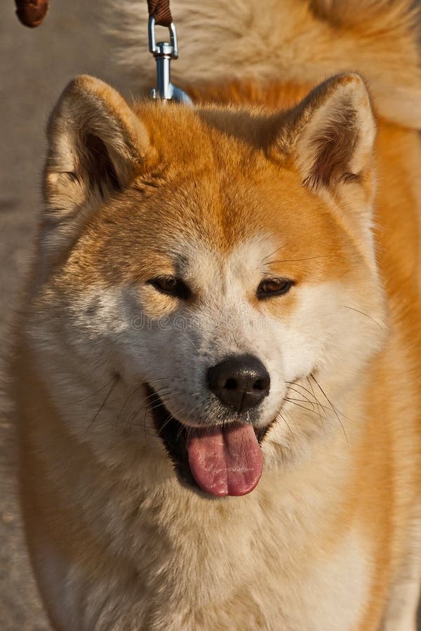 Portrait of a Akita Inu Dog Stock Image - Image of smart, intelligent ...