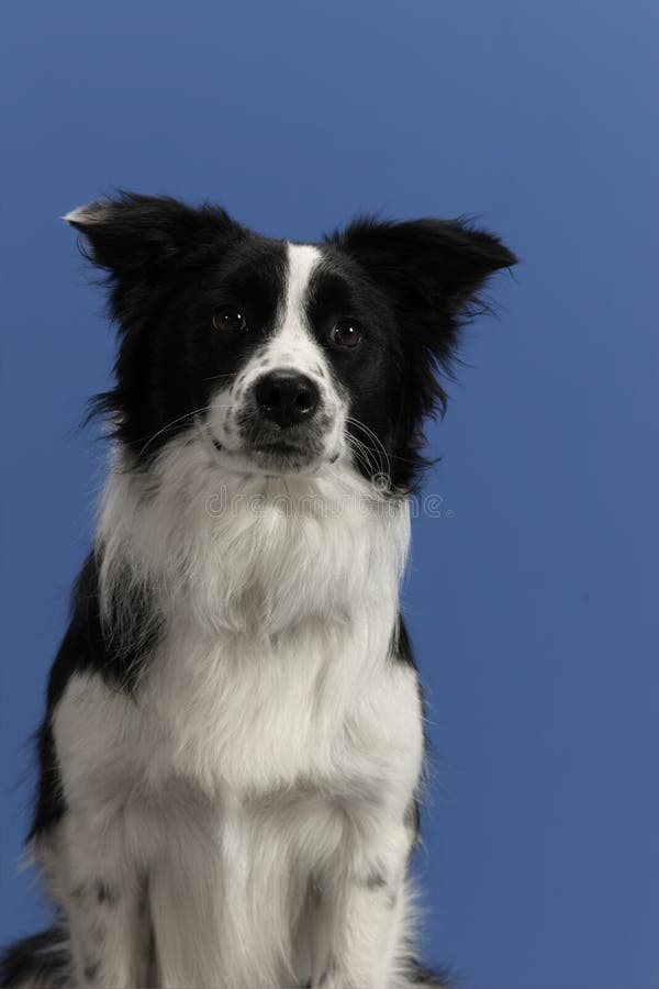 Dog Portrait on Blue Background Stock Photo - Image of portrait, face ...