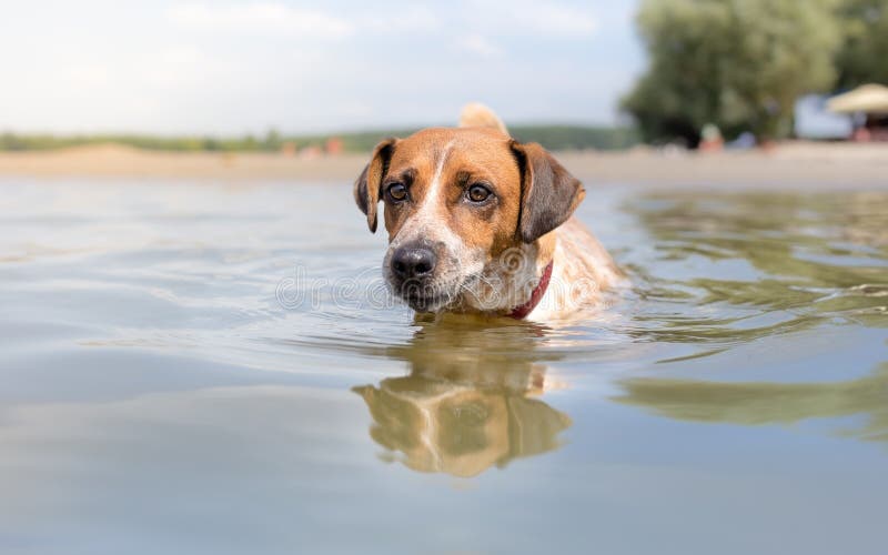Dog portrait stock image. Image of pond, mouth, leisure - 65743997