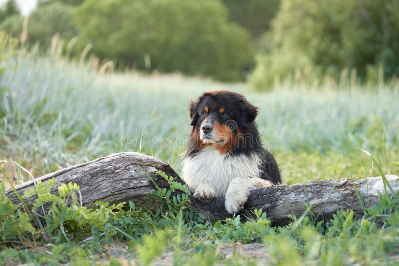 Dog Portrait in the Grass. Beautiful Australian Shepherd in Nature ...