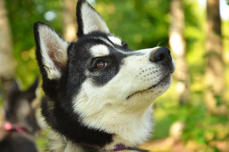 Dog Portrait - Husky stock photo. Image of portrait, haski - 36670292