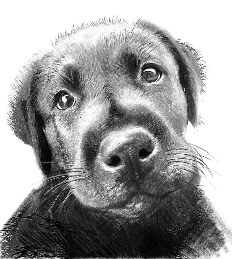 Dog Portrait. Illustration in Draw, Sketch Style. Stock Image - Image ...