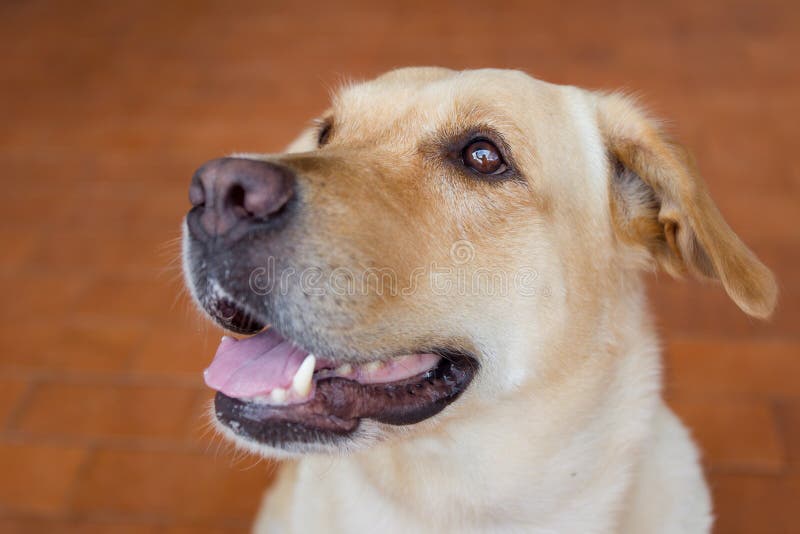 Dog stock photo. Image of cute, retriever, adorable, canine - 64531554