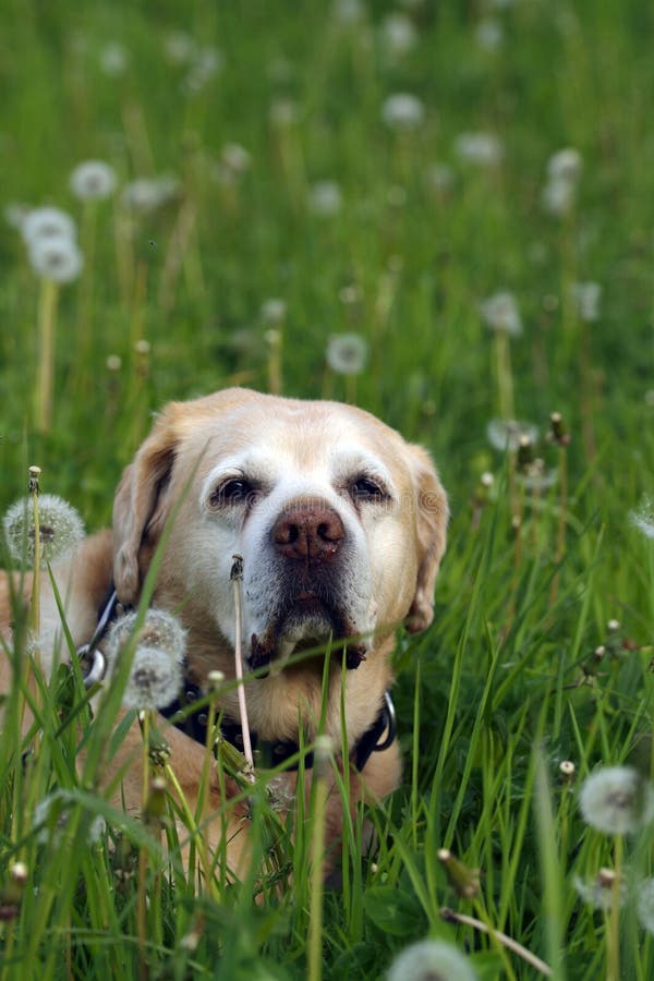 Dog stock photo. Image of head, animal, nature, mammal - 96054132