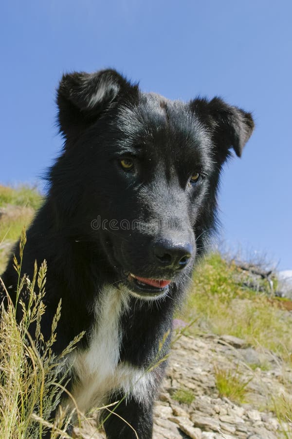 Mountain Dog Sitting on a Mountain Path Stock Image - Image of portrait ...