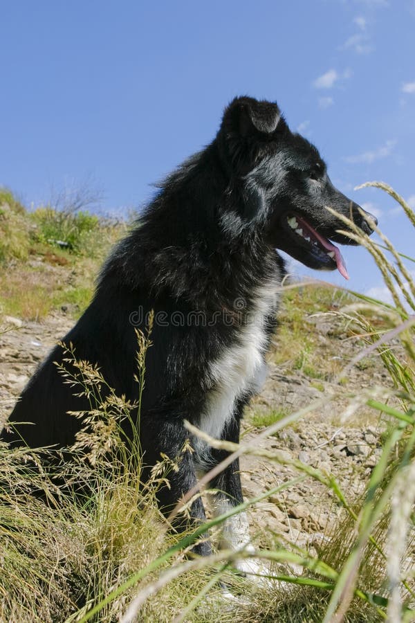 Mountain Dog Sitting on a Mountain Path Stock Photo - Image of family ...