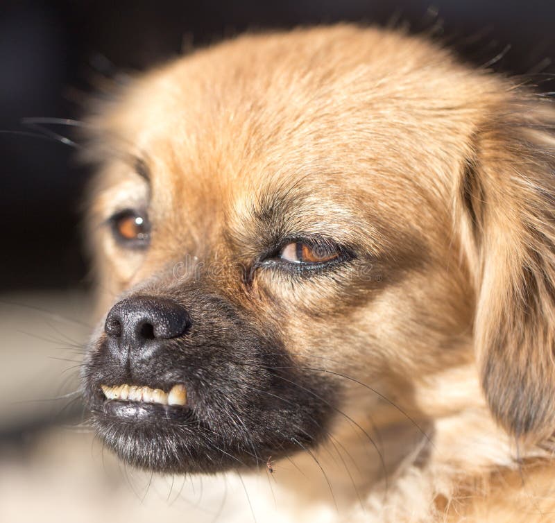 Dog portrait in nature stock photo. Image of young, natural - 106331400