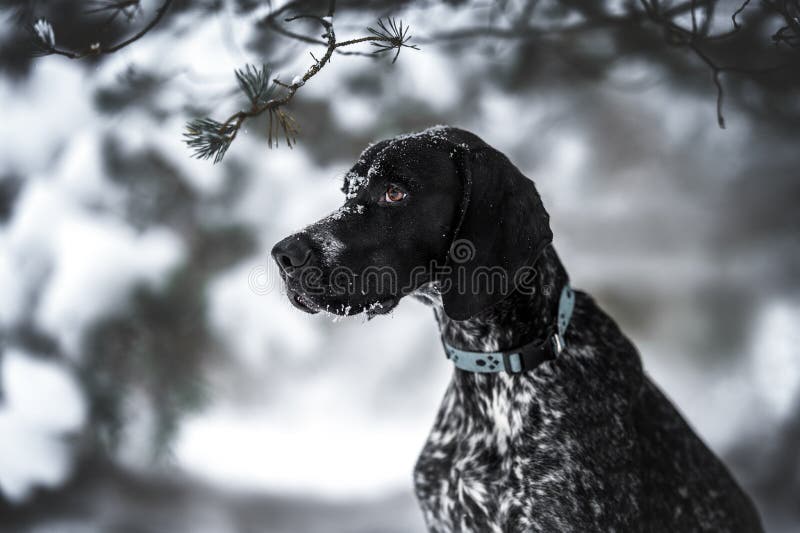 Young Greyster Dog Posing Outdoors in Winter Stock Photo - Image of ...