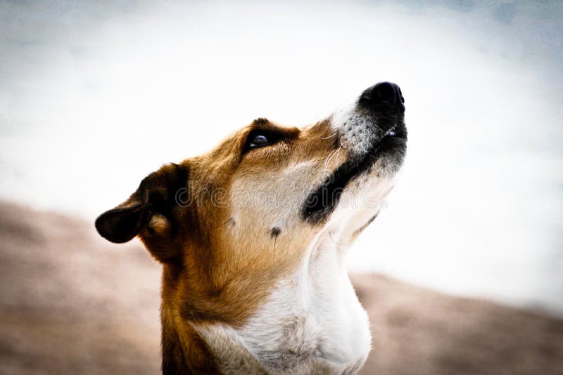 Dog Portrait, Side View (94) Stock Photo - Image of mouth, nature: 29766134