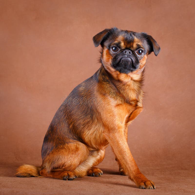 Dog stock image. Image of small, whiskers, little, petit - 46471083