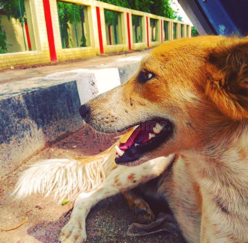 Dog poses stock image. Image of random, poses, street - 96061577