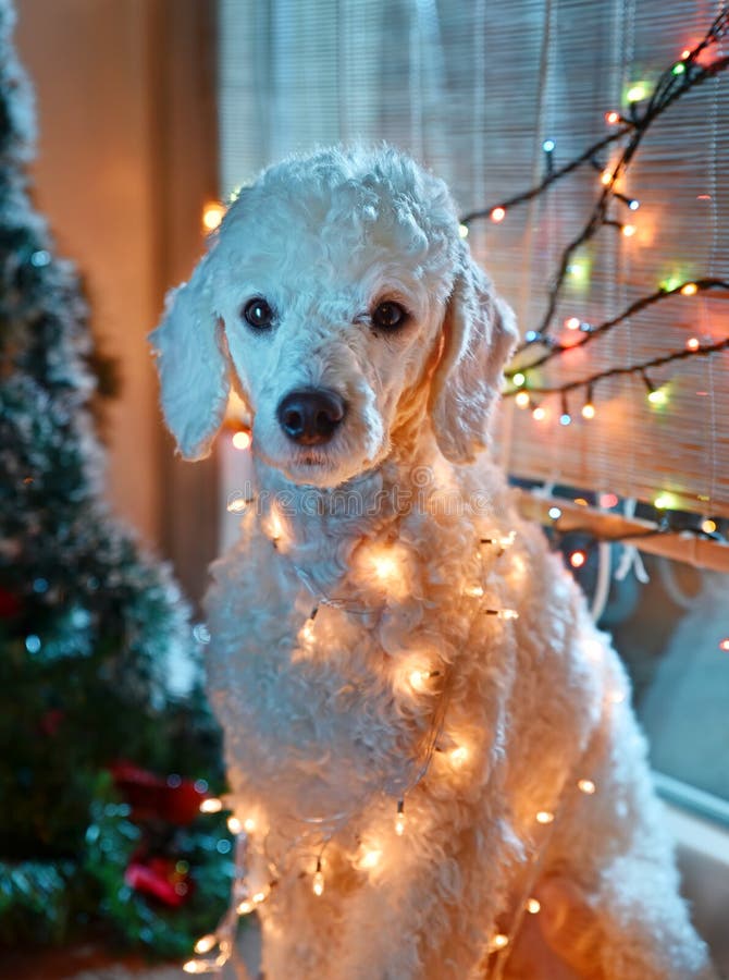 Dog Posing with Christmas Lights Stock Image - Image of white, winter ...