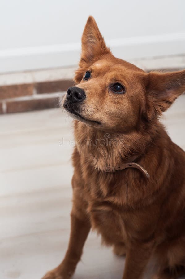 Chow Chow Border Collie Mix