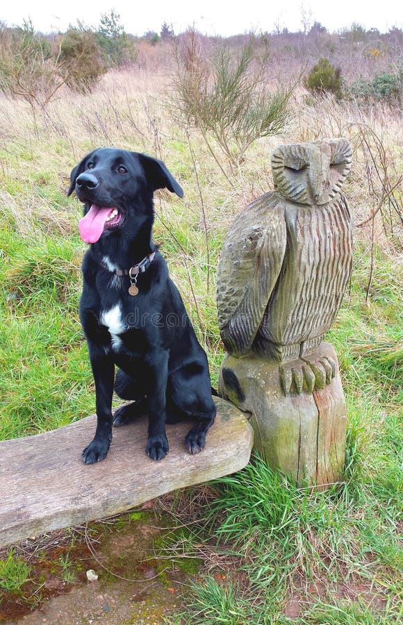 Dog posing with an owl stock photo. Image of posing, dogwalking - 40662558