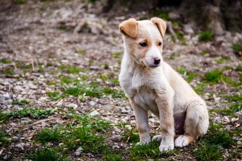 A Dog stock image. Image of edge, nature, doggy, domestic - 51524569