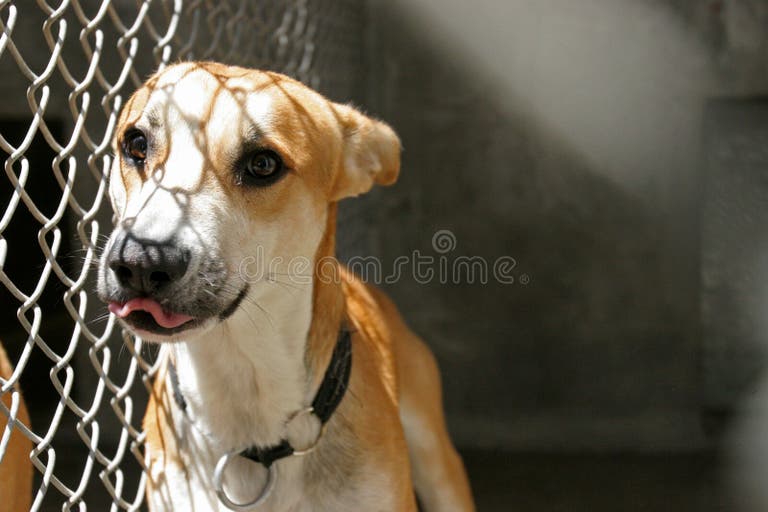 Dog pound stock image. Image of caged, white, pound, fenced - 1560975