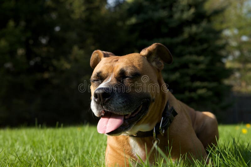 Dog Praying In The Grass Picture. Image: 9738000