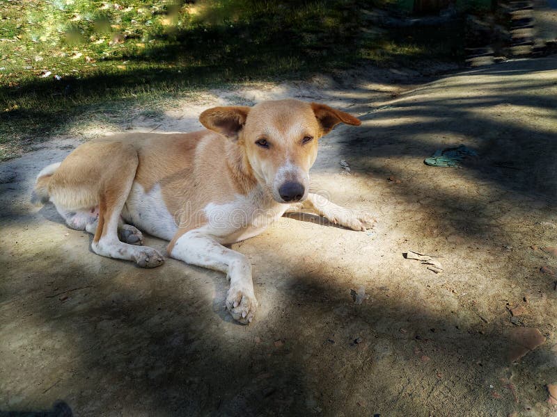 Dog is Preparing To Run Due To Scared Stock Photo - Image of sccared ...