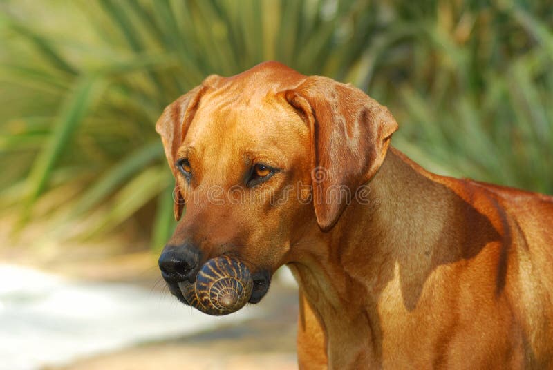 Dog with prey stock photo. Image of cute, beautiful, african - 4713170
