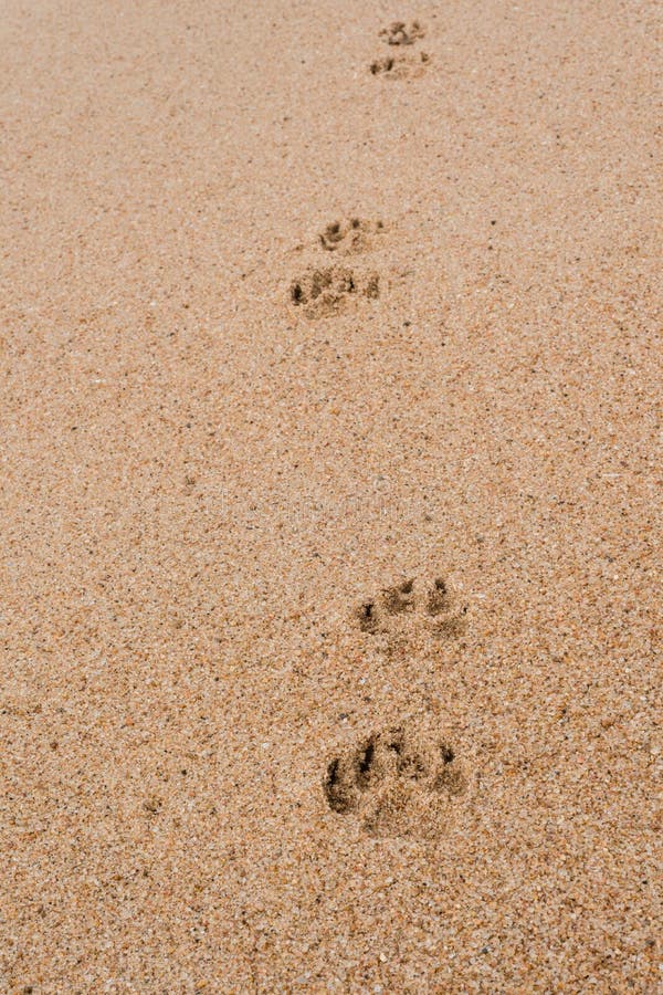 Dog paw prints on beach stock image. Image of leisure - 28438323