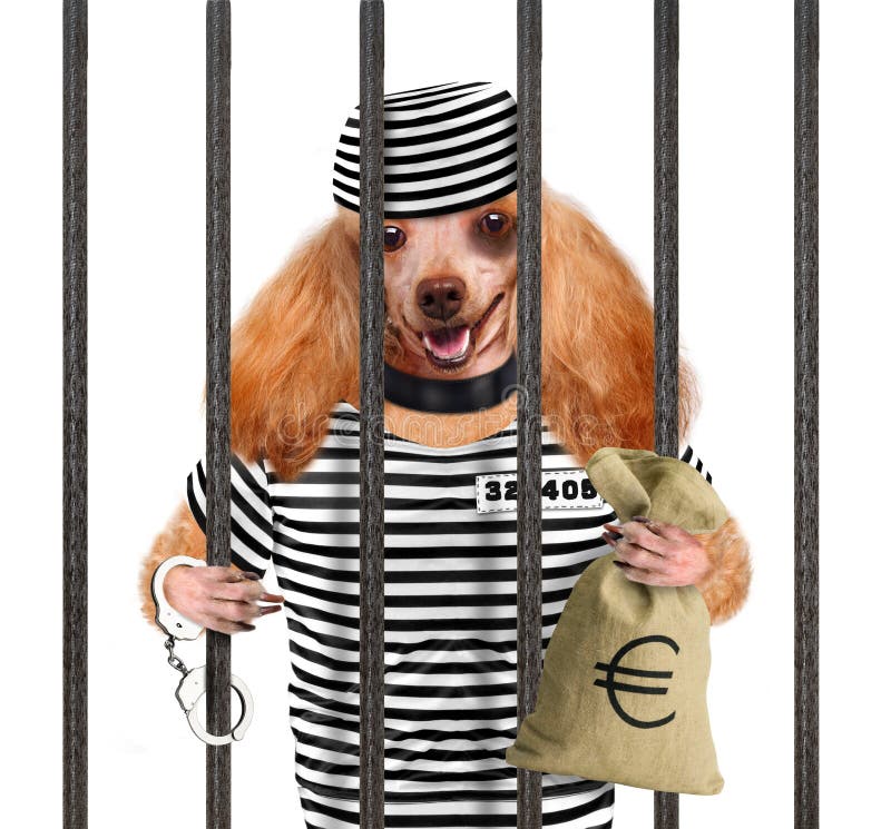 Dog in prison. stock photo. Image of doggy, gangster - 40191138