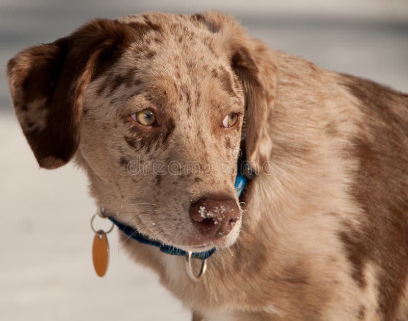 Dog Profile stock photo. Image of puppy, adopted, watchful - 17680024