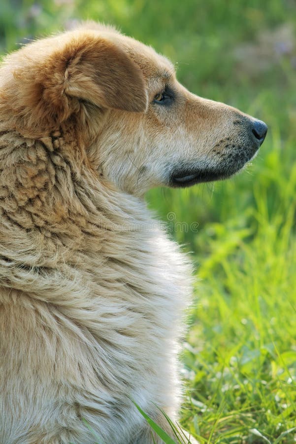 Dog profile stock photo. Image of backlit, cute, portrait - 19333024