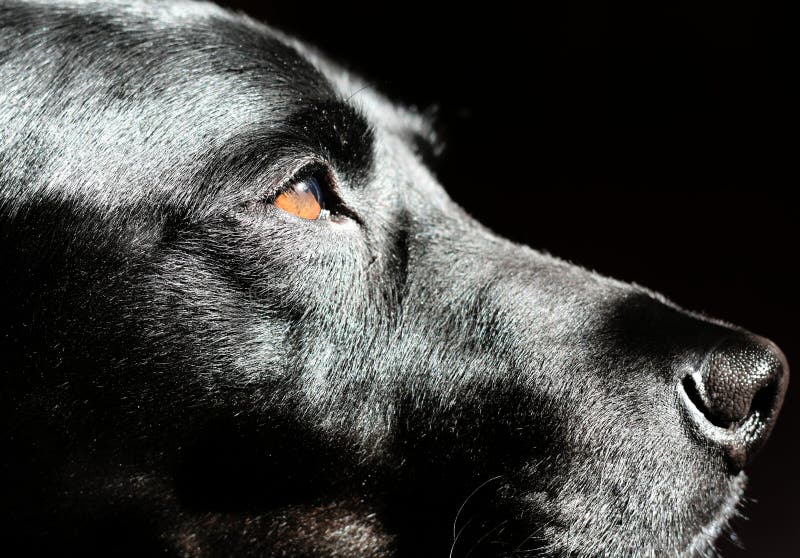Dog in Profile stock photo. Image of animal, studio, closeup - 53769880
