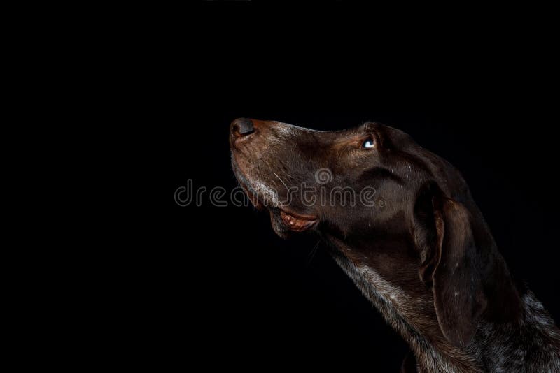 Dog Nose Side View Pointer Stock Photos - Free & Royalty-Free Stock ...