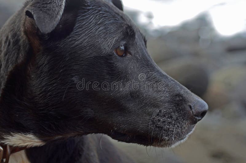 Dog profile stock photo. Image of eyes, gazing, watch - 45323154
