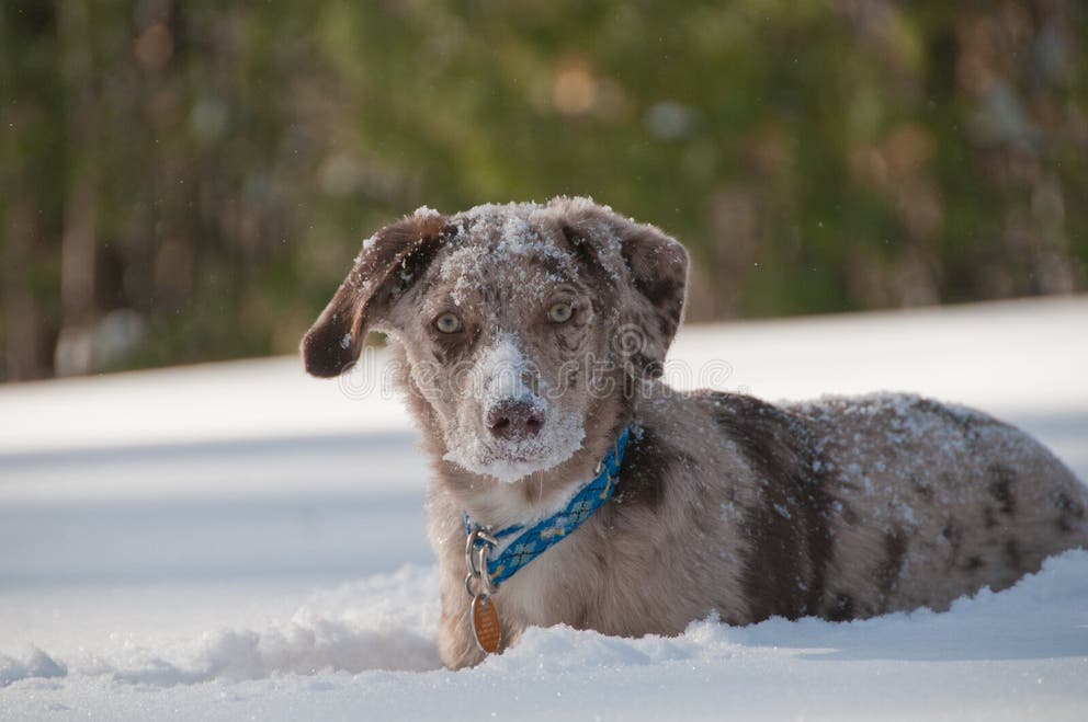 Dog Profiles stock photo. Image of energy, puppy, profile - 17818752