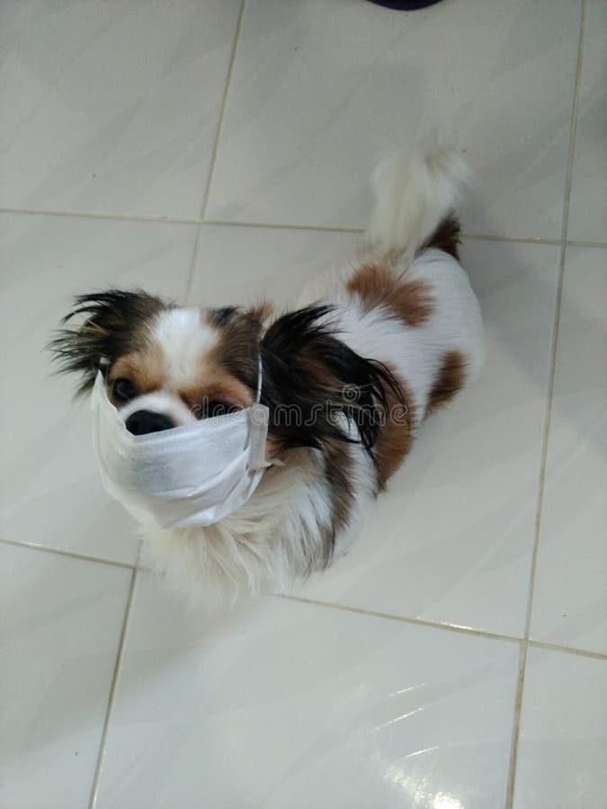 Dog Protected Against Corona Stock Image - Image of whiskers, carnivore ...