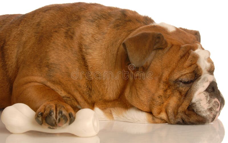 Dog protecting her bone stock image. Image of pastime - 7082793