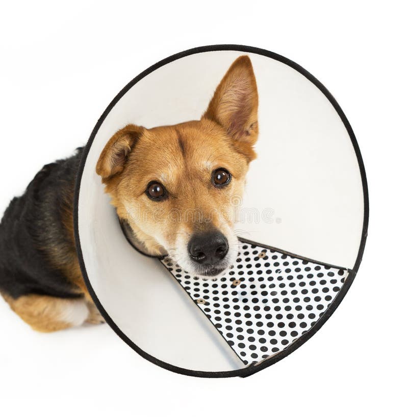 Dog with Protective Hood Looking Up Stock Photo - Image of white ...