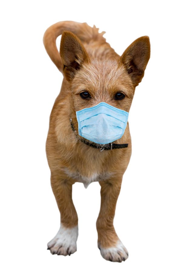 Dog in Protective Mask on a White Background Stock Image - Image of ...