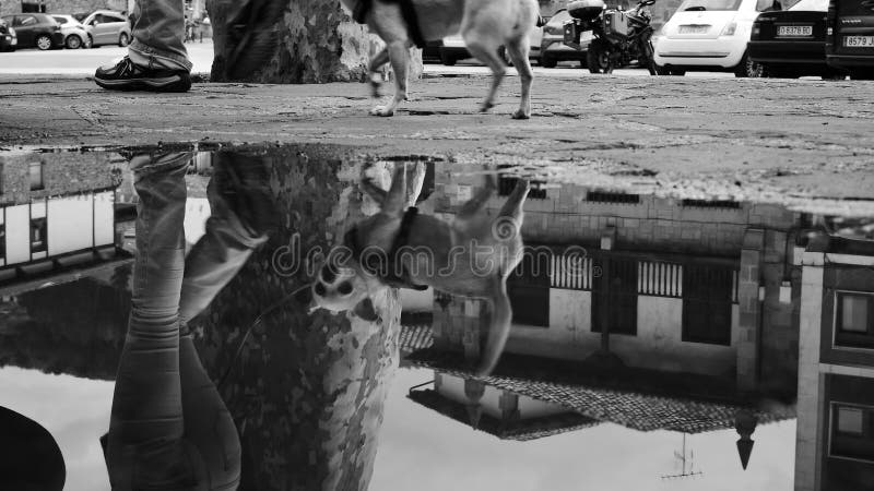 Dog in a puddle editorial photography. Image of buggy - 108391582