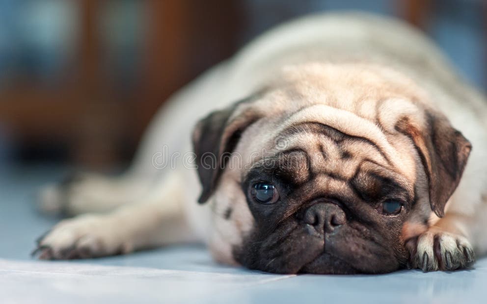 Dog (Pug) stock image. Image of muzzled, puppy, claw - 28694147