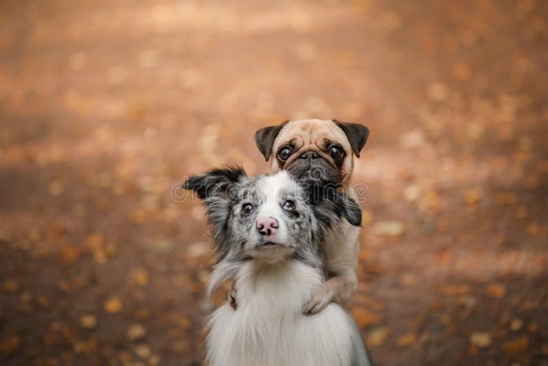 The Dog is a Pug and a Border Collie in the Park Stock Image - Image of ...
